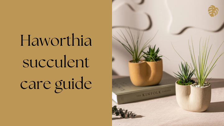 Care Guide – Urban Botany