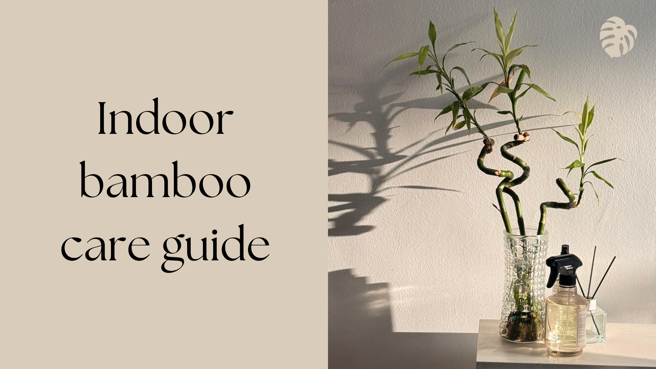 The Ultimate Guide to Caring for Indoor Bamboo Plants – Urban Botany