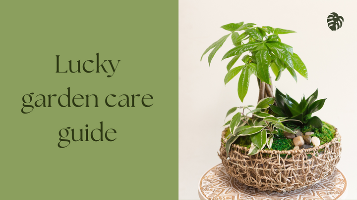 Care Guide – Urban Botany